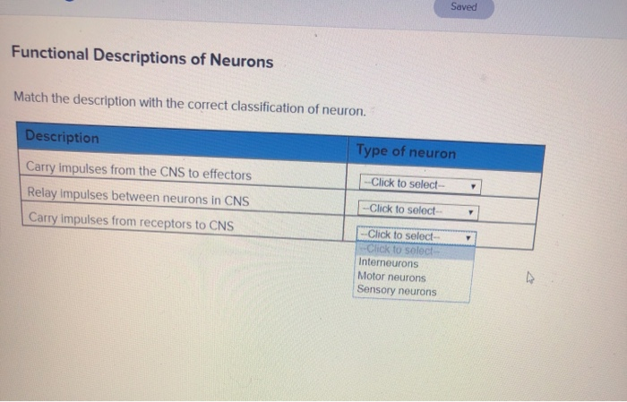 Solved JAVLU Functional Descriptions of Neurons Match the | Chegg.com Solved JAVLU Functional Descriptions of Neurons Match the | Chegg.com