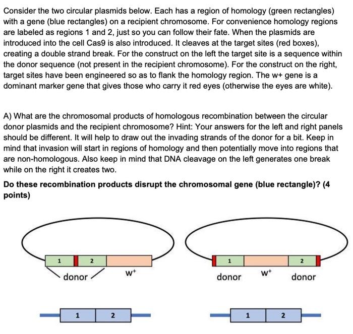 Solved Consider the two circular plasmids below. Each has a | Chegg.com