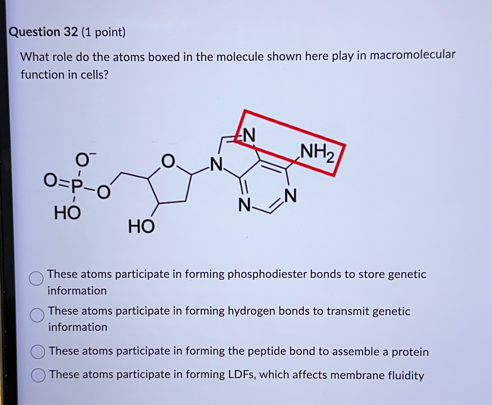 Solved Question 32 (1 ﻿point)What role do the atoms boxed in | Chegg.com