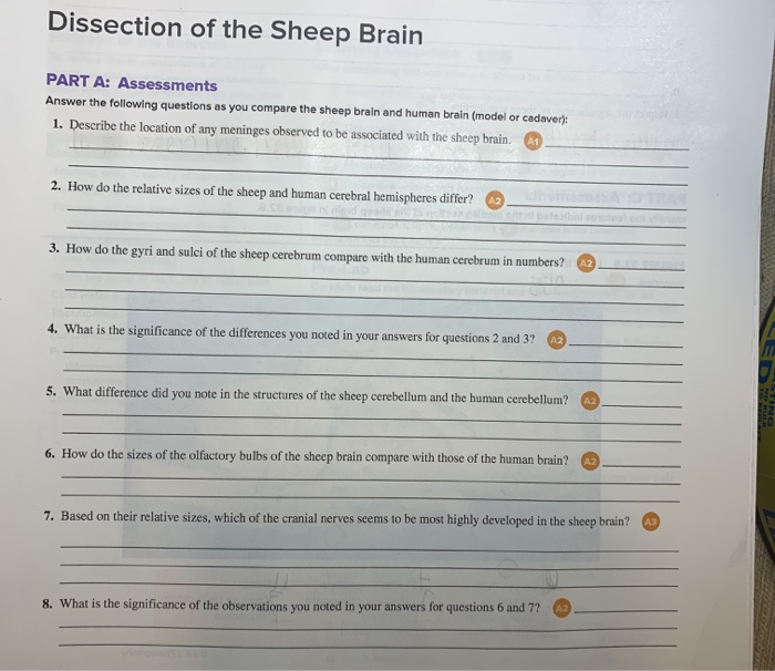 Solved Dissection of the Sheep Brain PART A: Assessments | Chegg.com