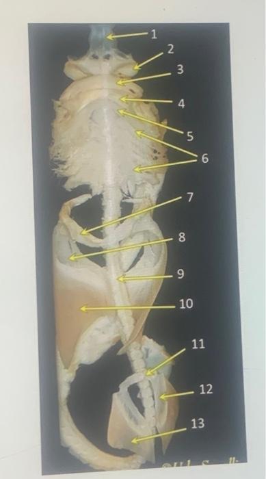 Solved 1. Identify numbers 1, 2, 7, and 11 of the Squalus | Chegg.com
