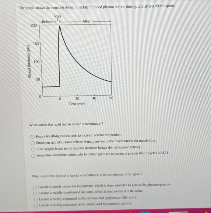 Solved The graph shows the concentrations of lactate in | Chegg.com