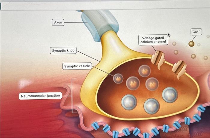 Voltage-gated calcium channel Synaptic knob | Chegg.com
