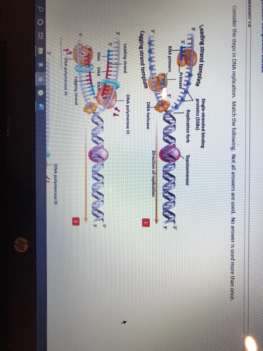 Solved TESLUIT Consider the steps in DNA replication. Match | Chegg.com