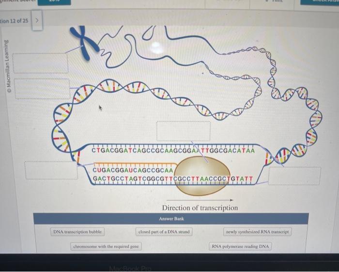 Solved tion 12 of 25 Direction of transcription Answor | Chegg.com