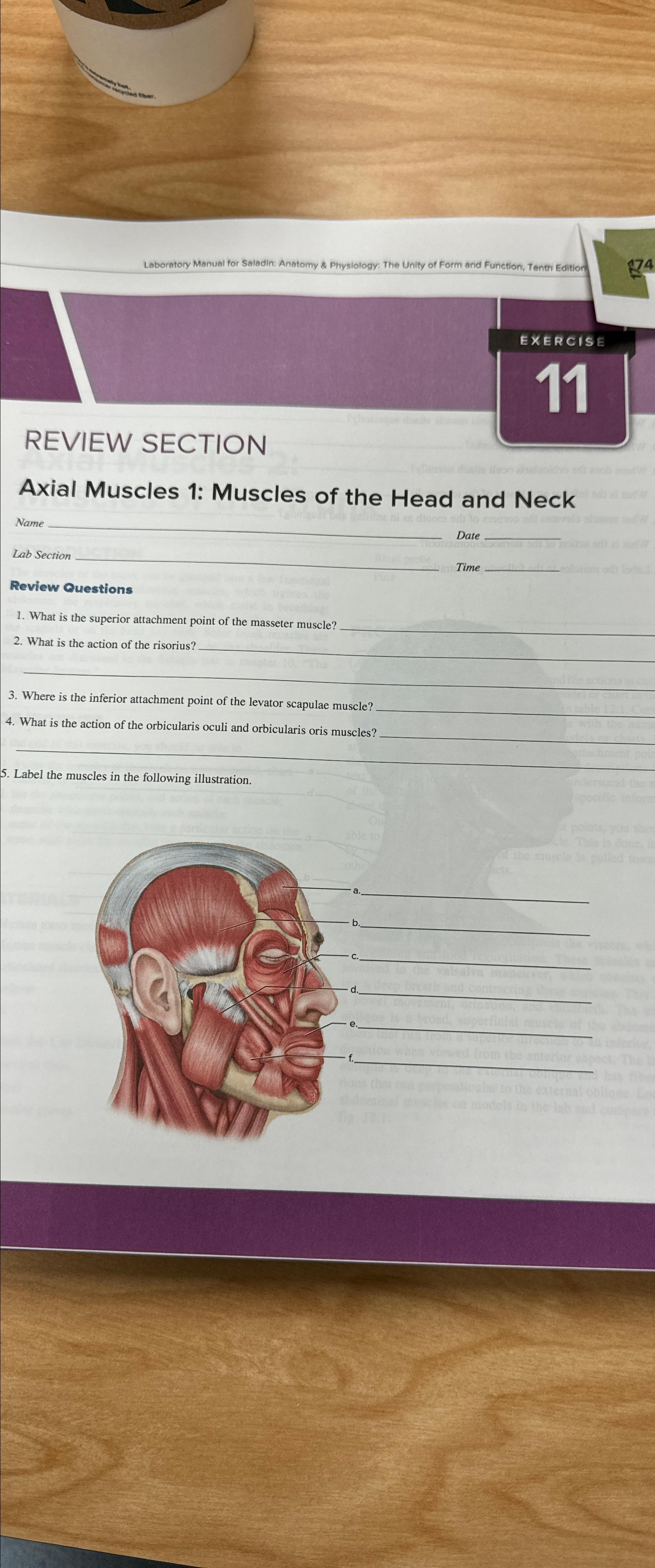 Solved REVIEW SECTIONAxial Muscles 1: Muscles of the Head | Chegg.com