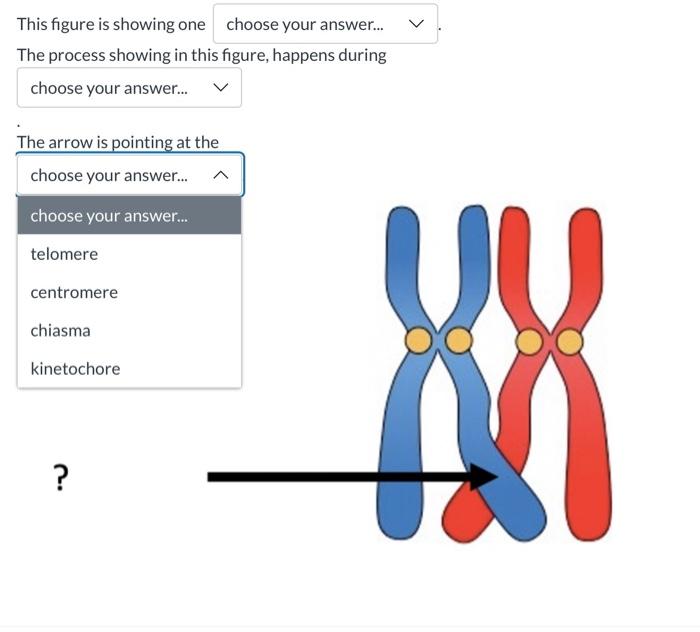 Solved This figure is showing one choose your answer... The | Chegg.com