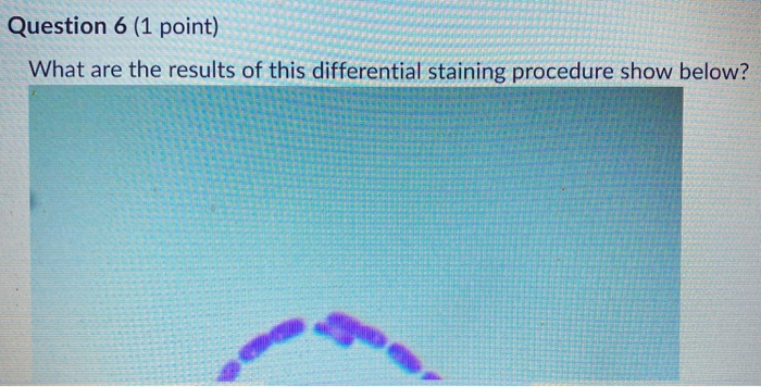 Solved Question 6 (1 point) What are the results of this | Chegg.com