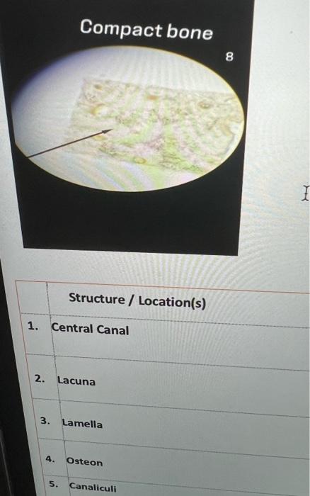 Solved 2 cuboidal epithelium Structure / Location(s) 1. | Chegg.com