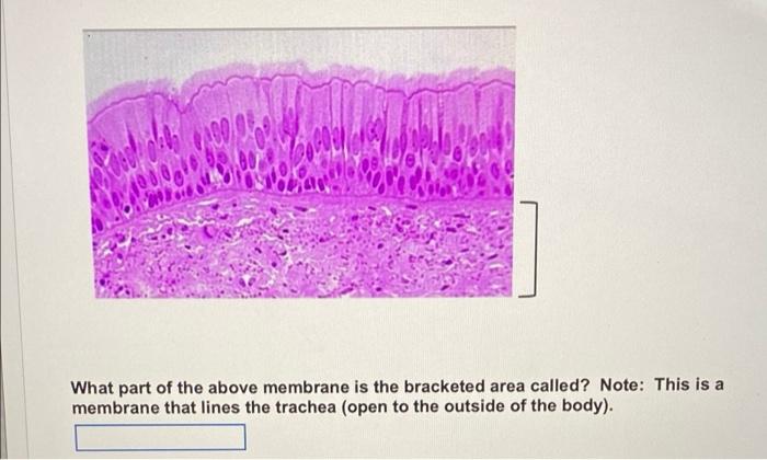 Solved What part of the above membrane is the bracketed area | Chegg.com