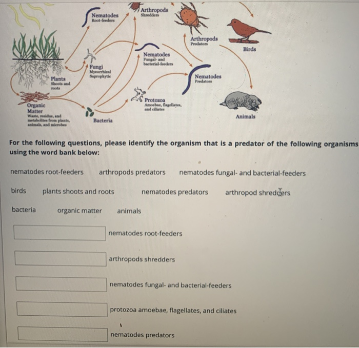Solved Arthropods Shredders Nematodes Root-feeders | Chegg.com