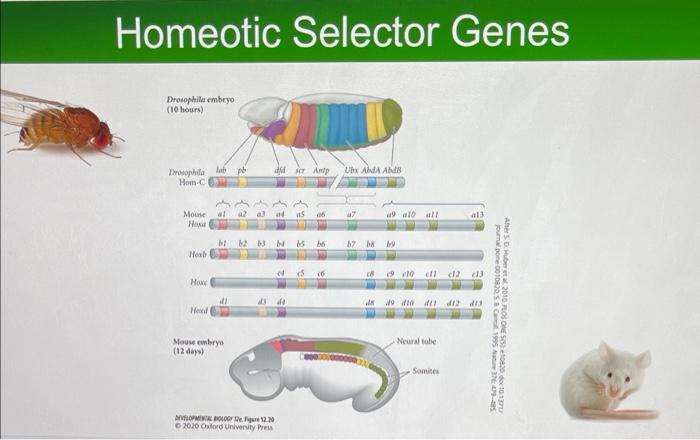 Solved What are homeotic selector genes? Why was the | Chegg.com
