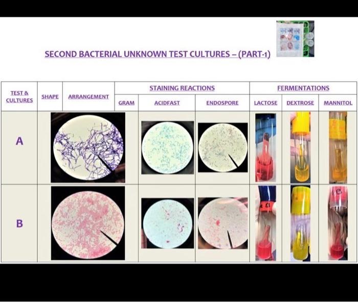 SECOND BACTERIAL UNKNOWN TEST CULTURES – (PART-1) | Chegg.com