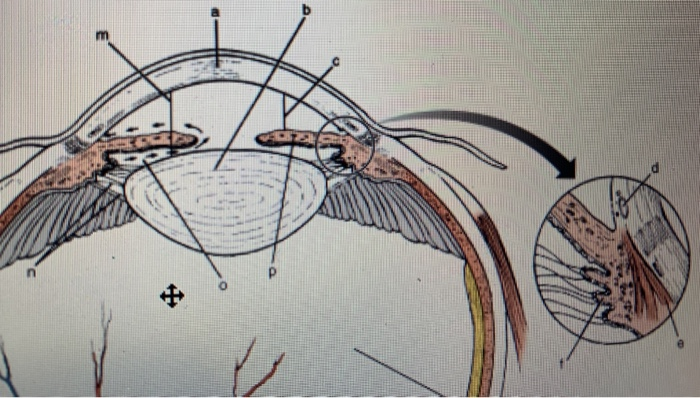 Solved Eye anatomy 8. Match the labeled structures with the | Chegg.com