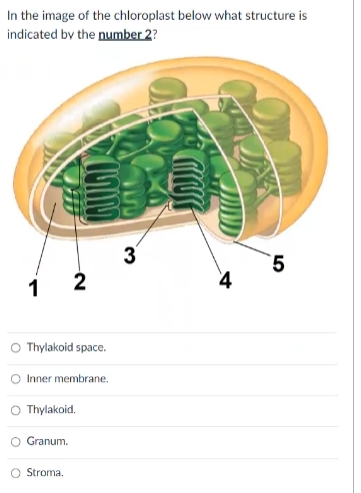 Solved In the image of the chloroplast below what structure | Chegg.com