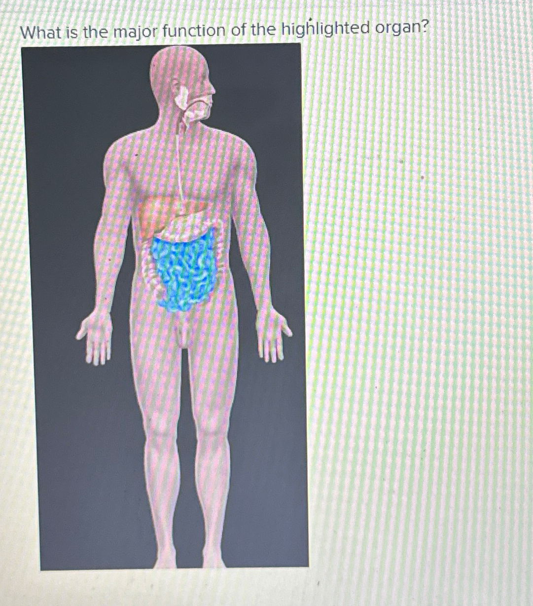 Solved What is the major function of the highlighted organ? | Chegg.com