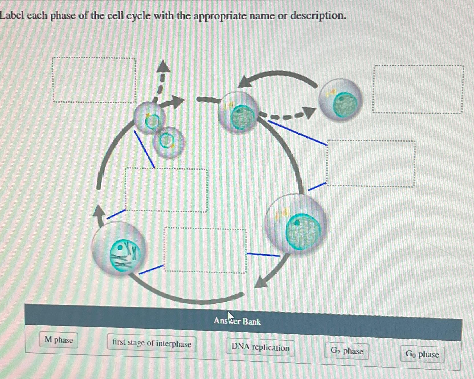 Solved Label each phase of the cell cycle with the | Chegg.com