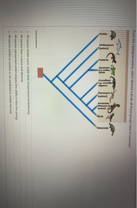 Solved From the cladogram below, which derived trait do all | Chegg.com