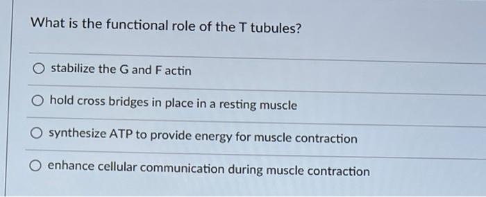 Solved What is the functional role of the T tubules? | Chegg.com