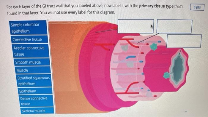 Solved 3 pts For each tissue of the GI tract wall that you | Chegg.com