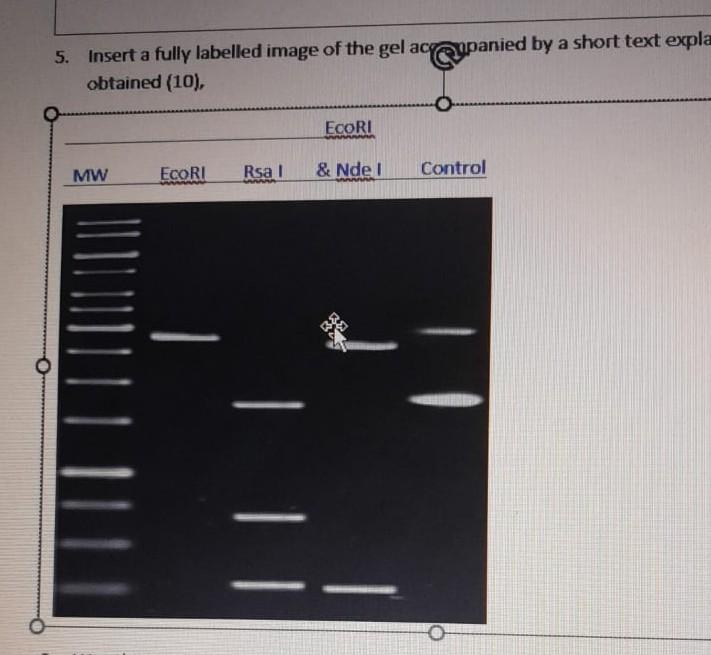 5. Insert a fully labelled image of the gel ac | Chegg.com