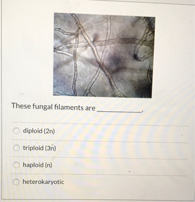 Solved These fungal filaments are diploid (2n) triploid (3n) | Chegg.com