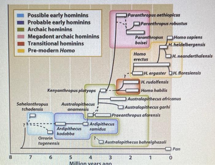 Paranthropus Aethiopicus Paranthropus Robustus 2913
