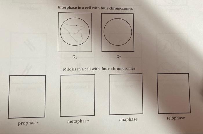 Interphase in a cell with four chromosomes G1 G2 | Chegg.com