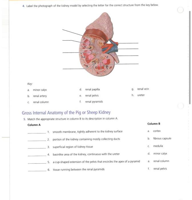 Solved 4. Label the photograph of the kidney model by | Chegg.com