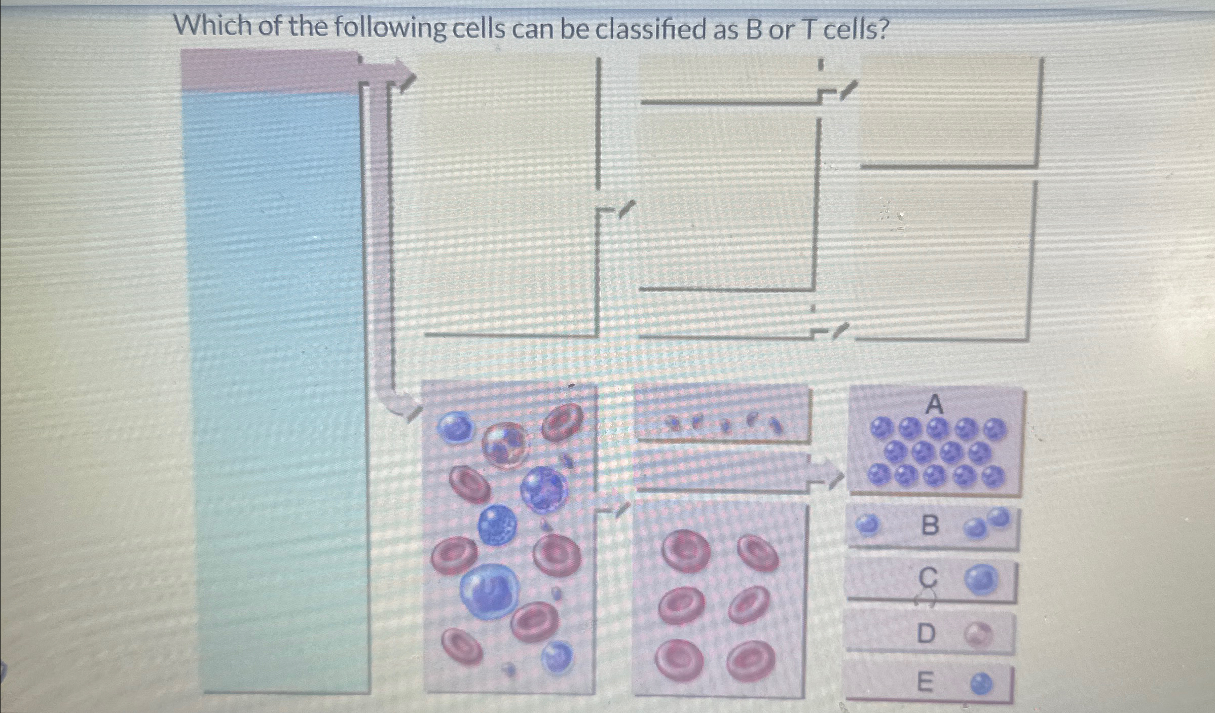 Solved Which of the following cells can be classified as B | Chegg.com
