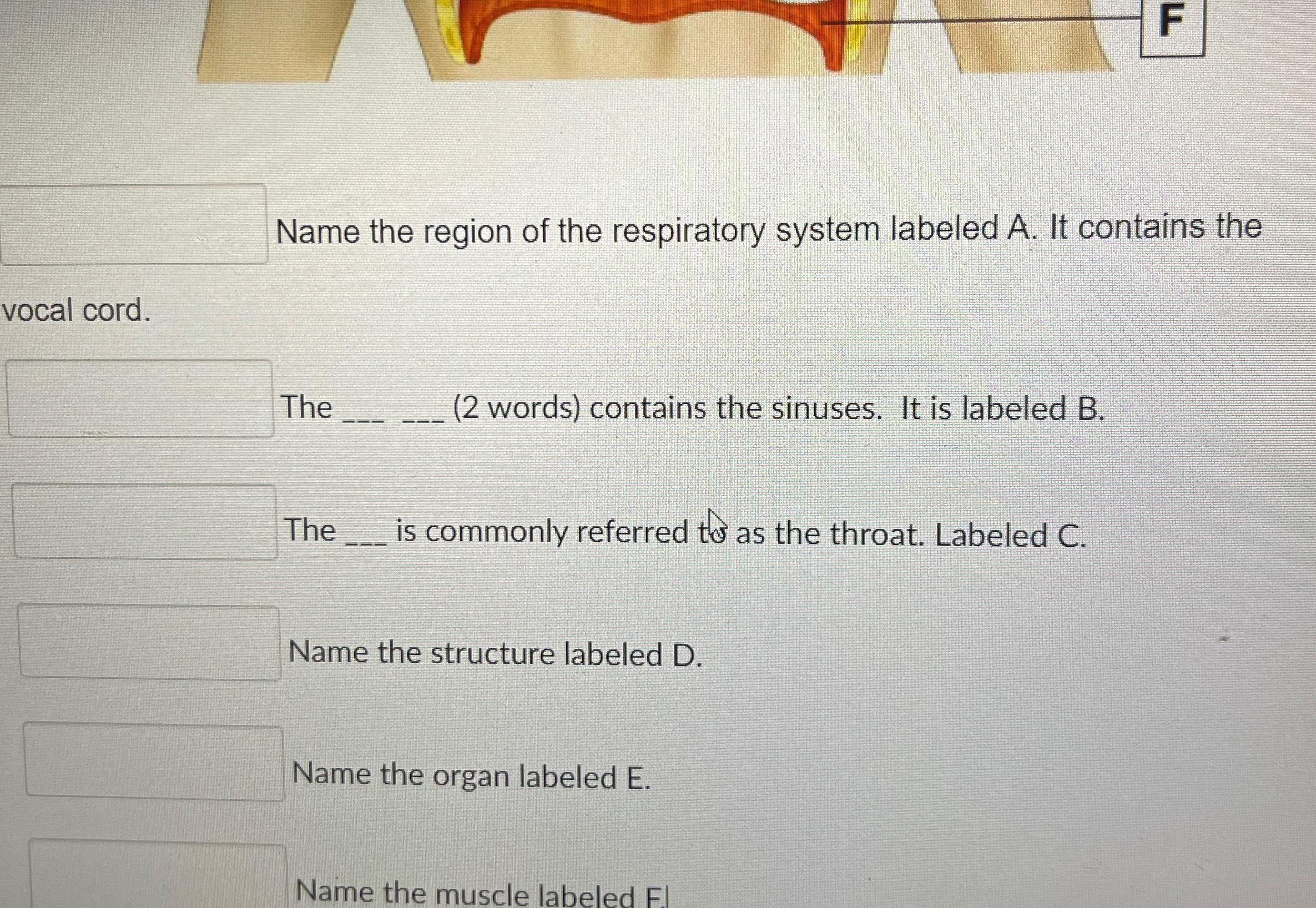 Solved Name the region of the respiratory system labeled A. | Chegg.com