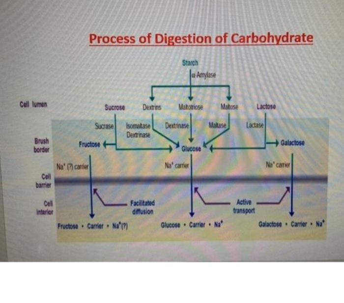 Solved Process of Digestion of Carbohydrate Starch ja | Chegg.com