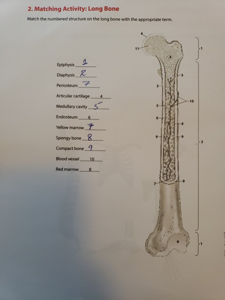 Solved 2. Matching Activity: Long Bone Match the numbered | Chegg.com