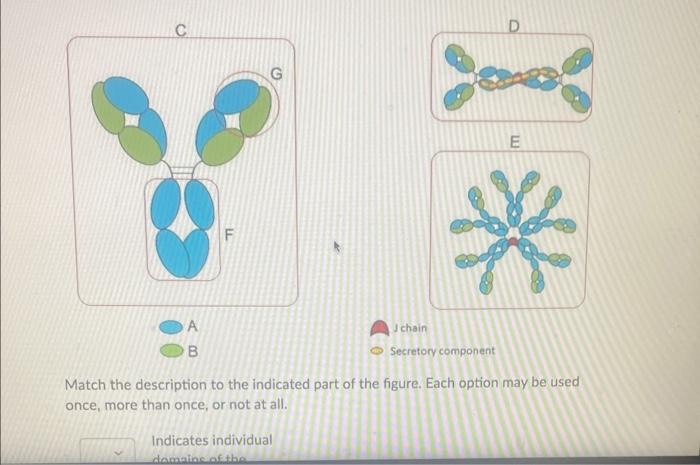 Solved A J chain B Secretory component Match the description | Chegg.com