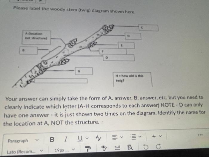 Solved Please label the woody stem (twig) diagram shown | Chegg.com