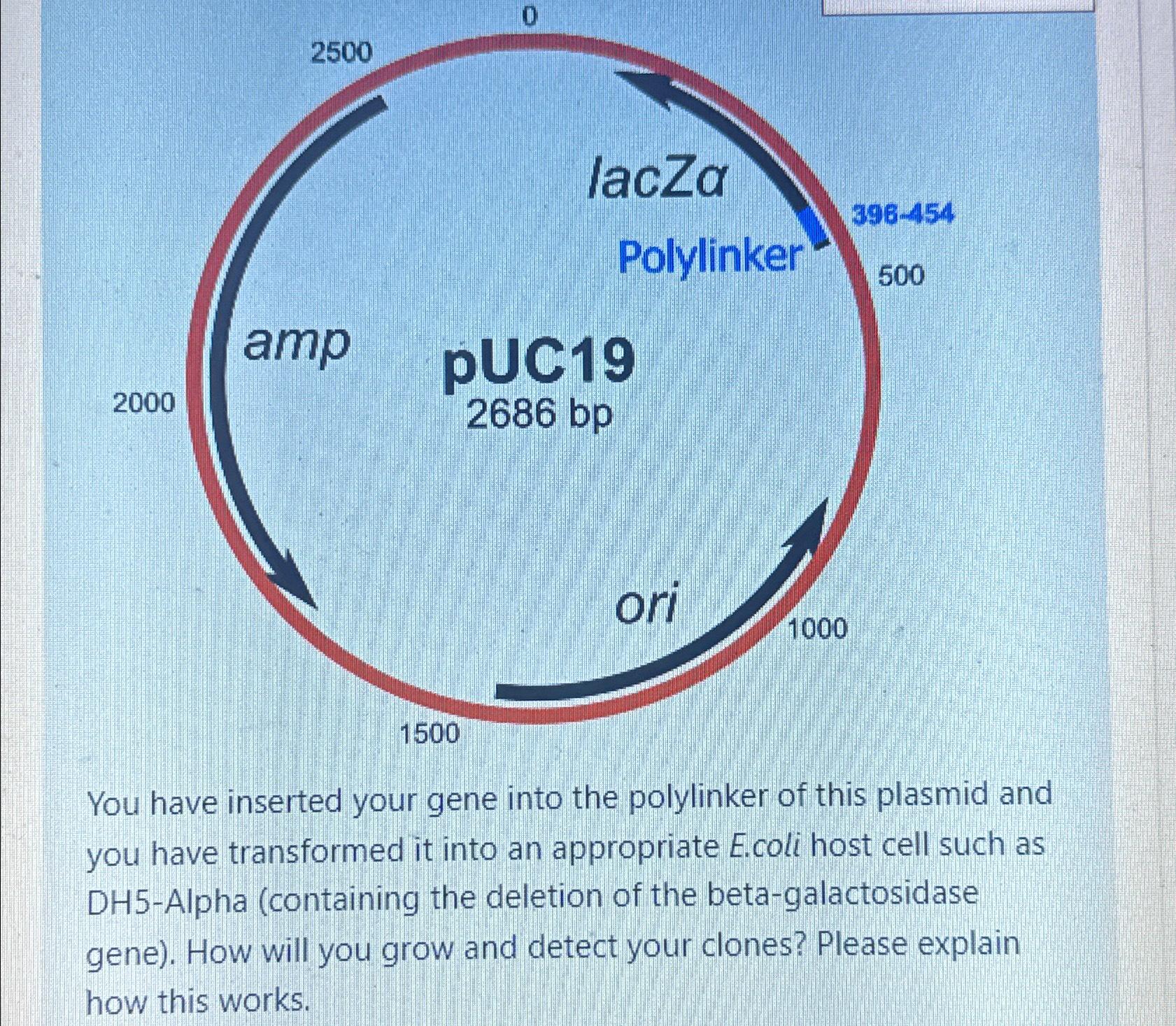 Solved You have inserted your gene into the polylinker of | Chegg.com
