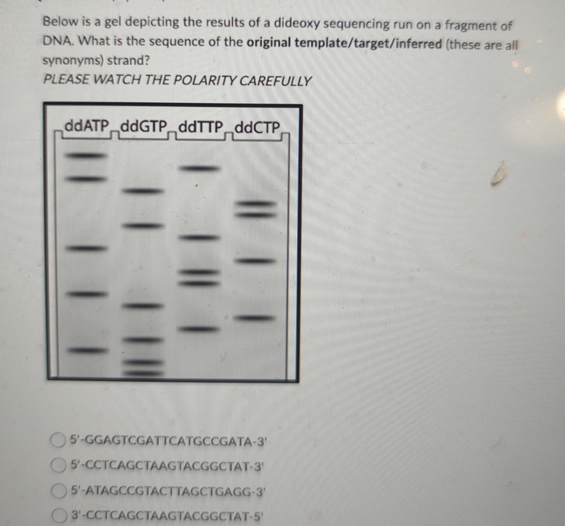 Solved Below is a gel depicting the results of a dideoxy | Chegg.com