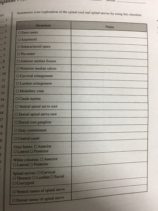 Solved JELLO Spill Summarize your exploration of the spinal | Chegg.com