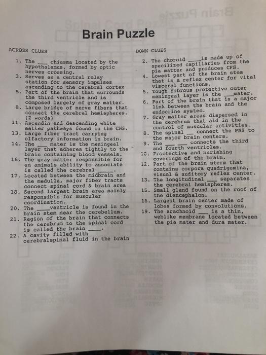 Solved Brain Puzzle BASALNUCLEI CEREBELLUM CEREBRALAQUEDUCT | Chegg.com