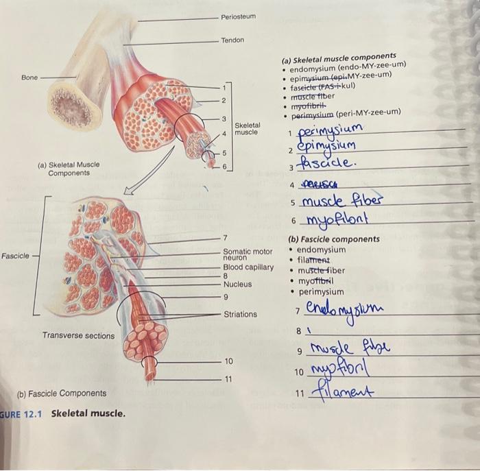 Solved \begin{tabular}{ll} \hline Periosteum & \\ Tendon & | Chegg.com