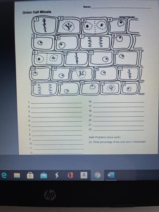 Solved Instructions Complete the attached Onion Cell Mitosis | Chegg.com