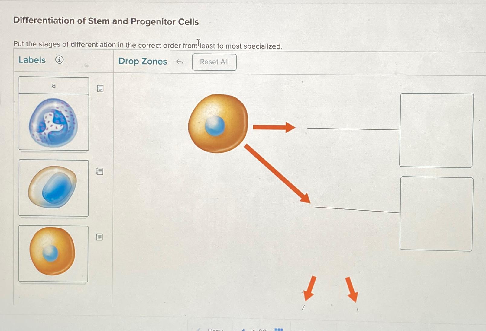 Solved Differentiation of Stem and Progenitor CellsPut the | Chegg.com