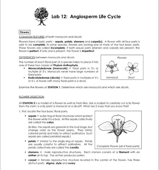 Solved CARPEL The drawing to the right is the carpel of a | Chegg.com