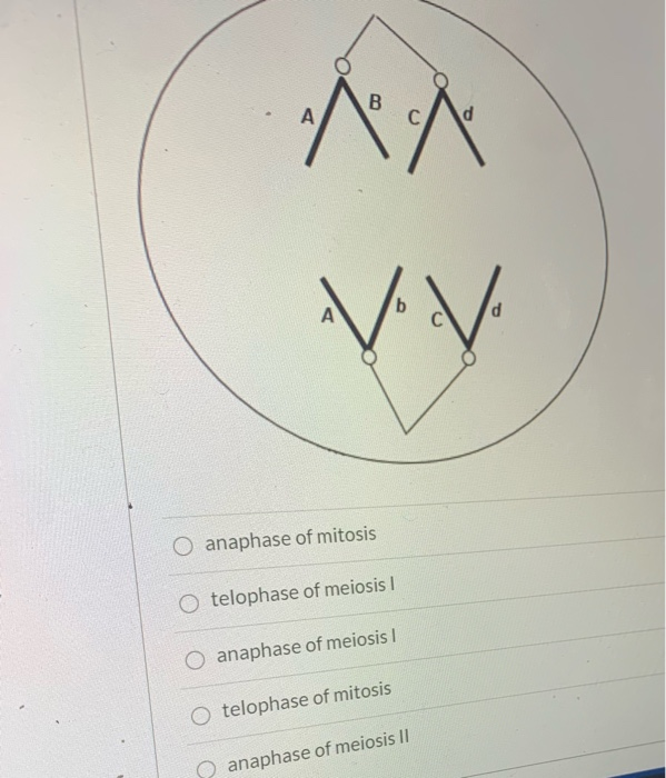 Solved A diploid somatic cell from a rat has a total of 42 | Chegg.com