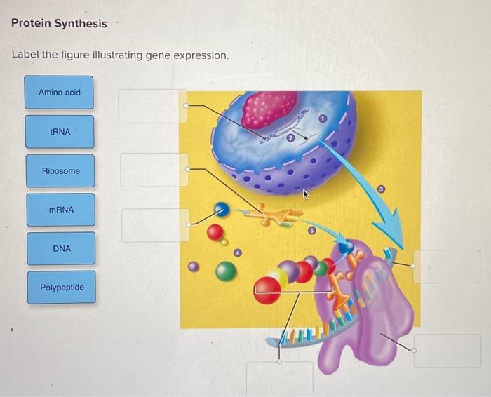Solved Protein Synthesis Label the figure illustrating gene | Chegg.com