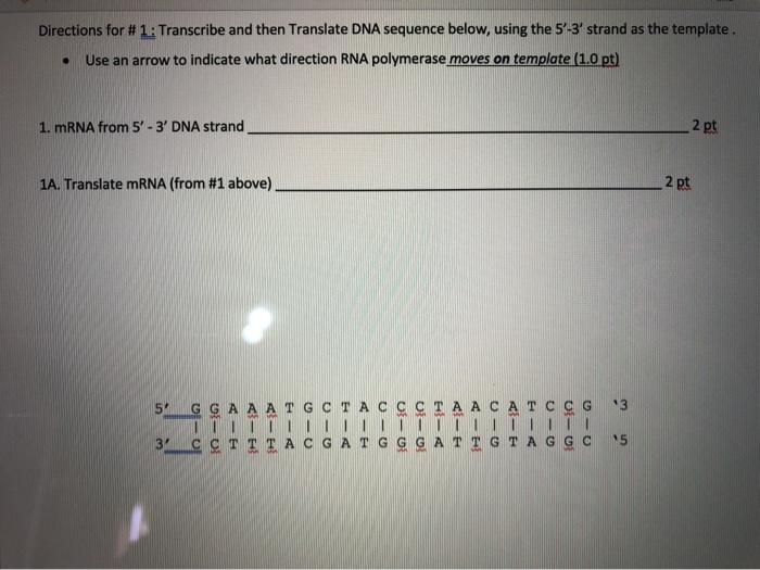 Solved Directions for # 1: Transcribe and then Translate DNA | Chegg.com Solved Directions for # 1: Transcribe and then Translate DNA | Chegg.com