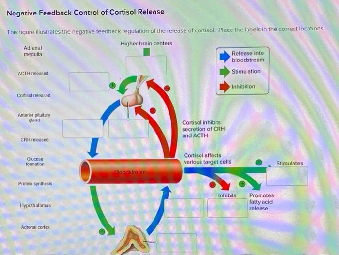 Solved Negative Feedback Control of Cortisol Release This | Chegg.com