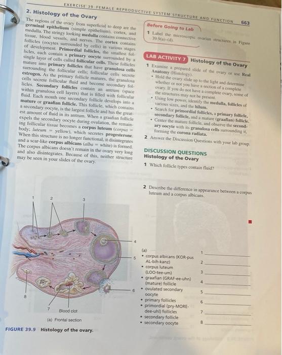 Solved EXERCISE 19 FEMALE REPRODUCTIVE SYSTEM STRUCTURE AND | Chegg.com