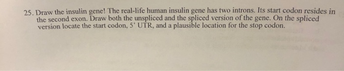 Solved 25. Draw the insulin gene! The real-life human | Chegg.com