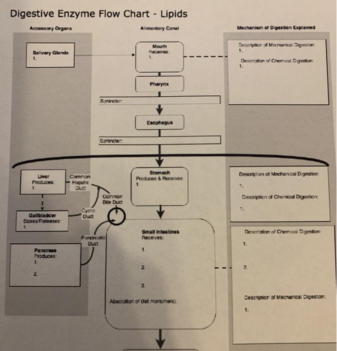 Solved Digestive Enzyme Flow Chart - Lipids Accessory Organs | Chegg.com